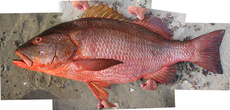 Taking basic reference photos of fish. - Studio Abachar