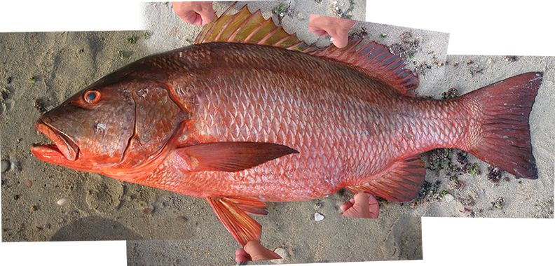 Taking basic reference photos of fish. - Studio Abachar