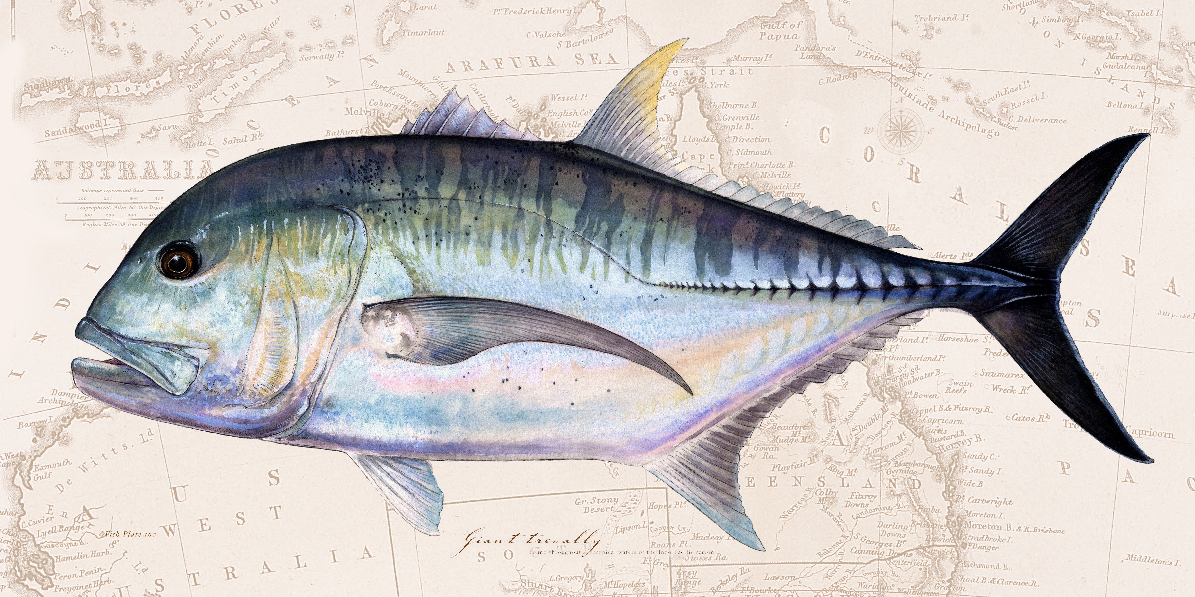 Fishing Chart Art “Bluefin Tuna Over Vintage Nautical Charts” Drawing