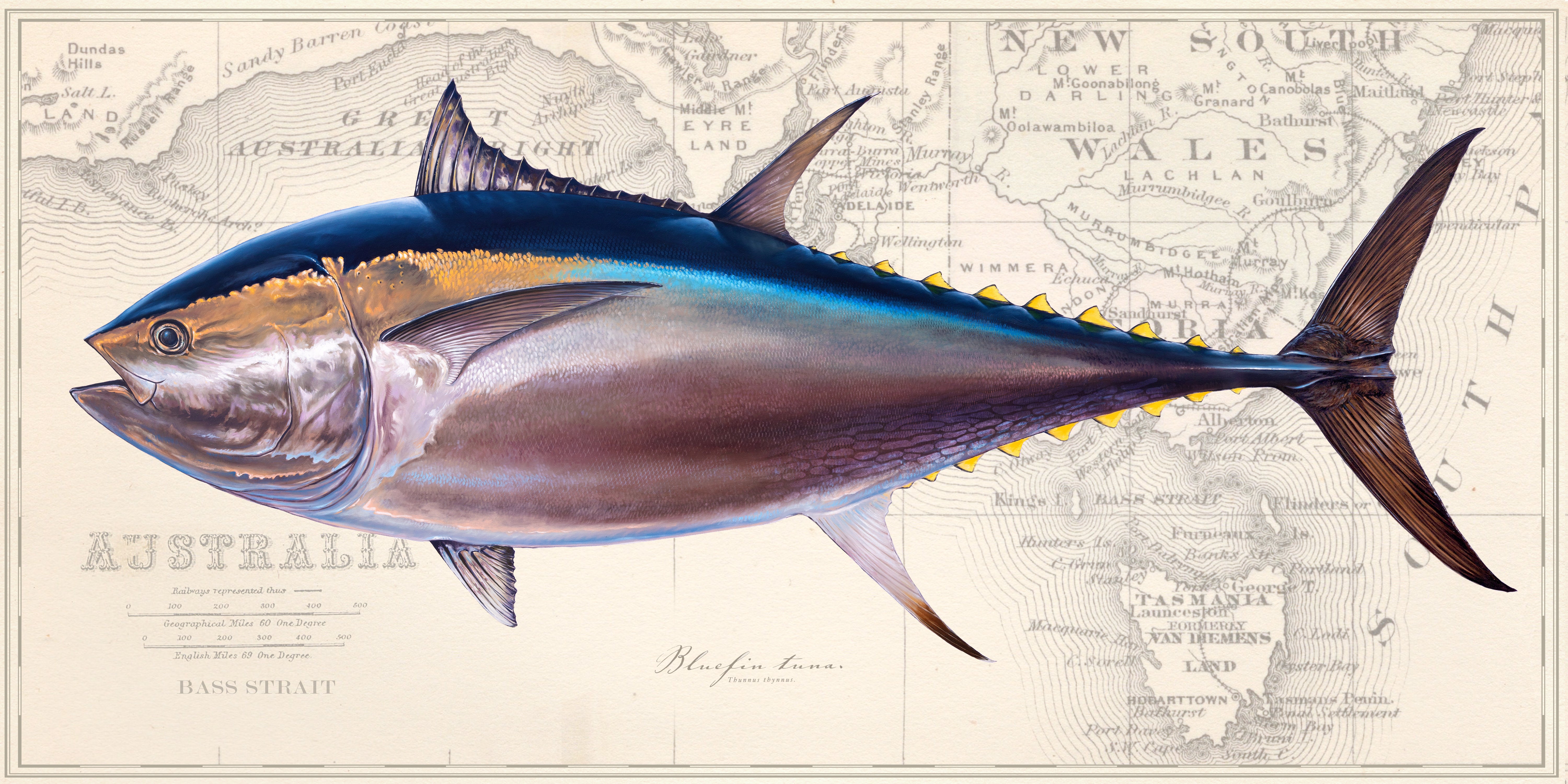 Fishing Chart Art “Bluefin Tuna Over Vintage Nautical Charts” Drawing