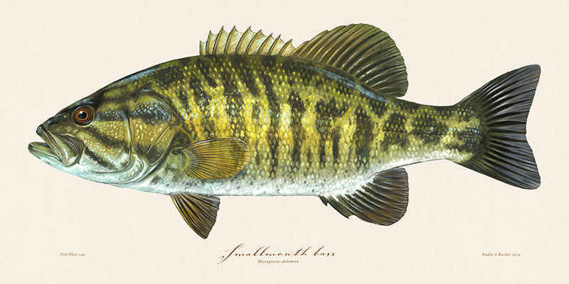 Smallmouth Bass 140 - Studio Abachar