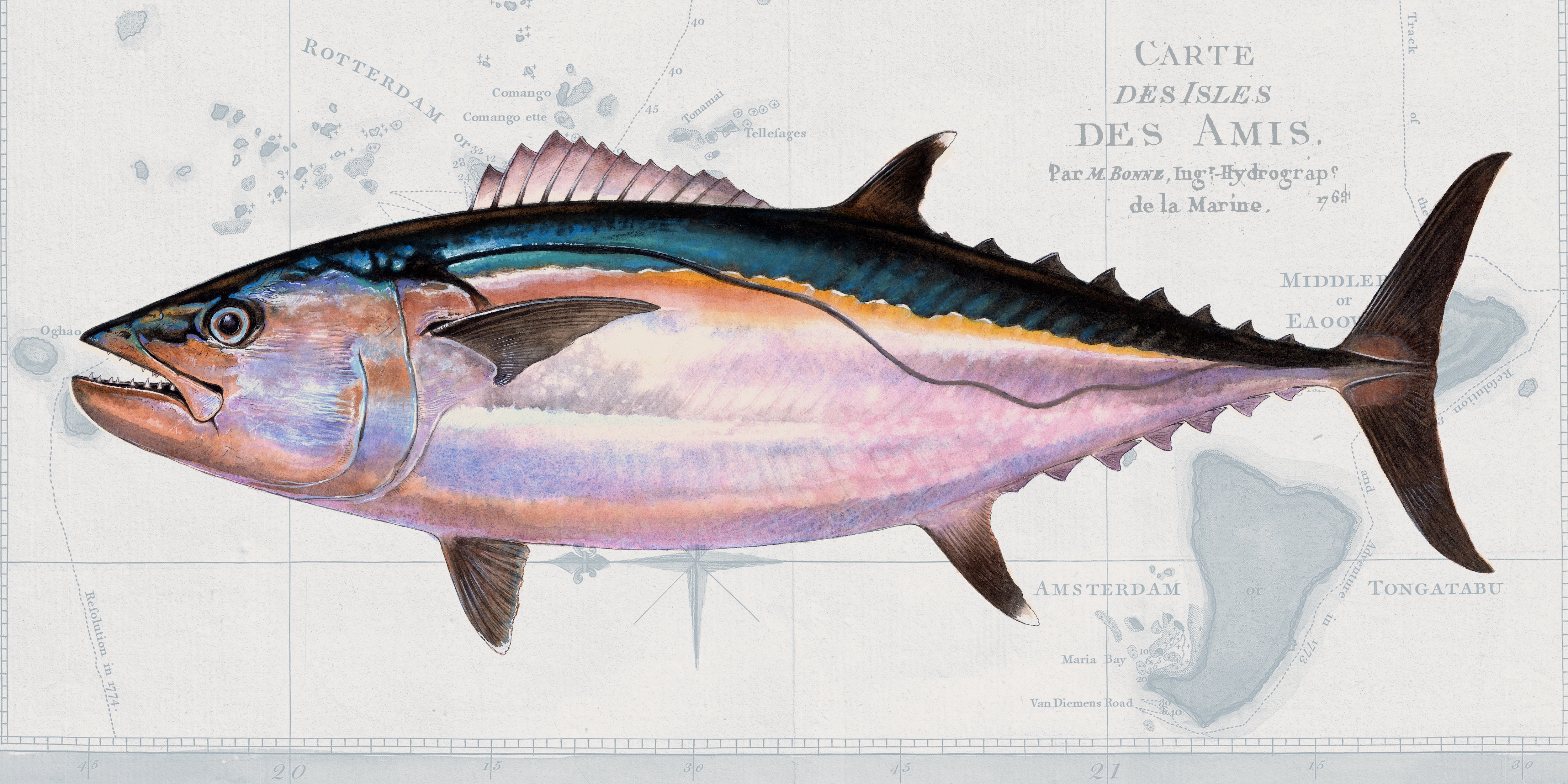 Fishing Chart Art “Bluefin Tuna Over Vintage Nautical Charts” Drawing