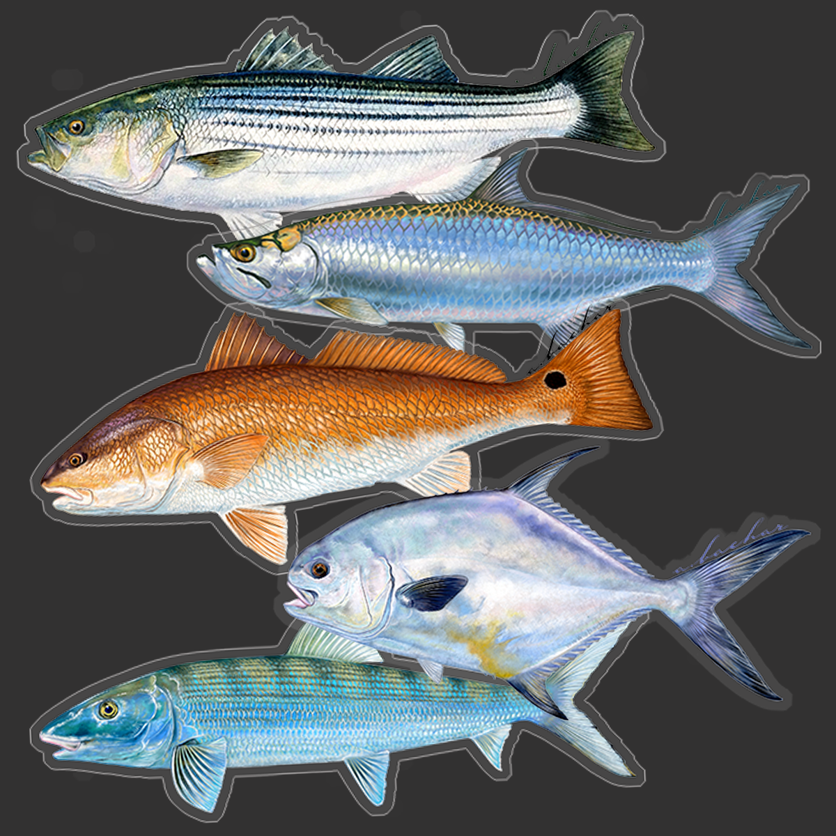 Socal Fish Stickers pack | Quality Fish Decals by Abachar Studio