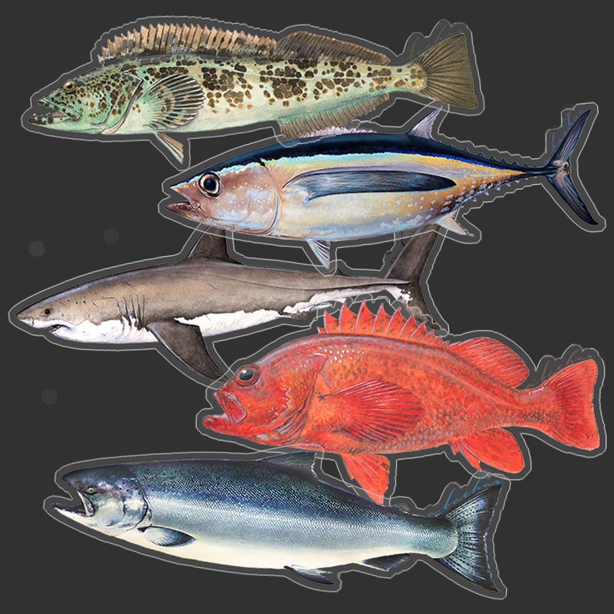 Socal Fish Stickers pack | Quality Fish Decals by Abachar Studio