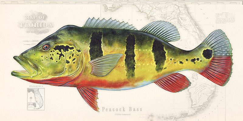Peacock Bass Over Nautical Charts - Studio Abachar