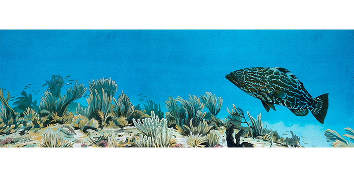 Grouper fish art | Original Black Grouper in the Keys painting ...