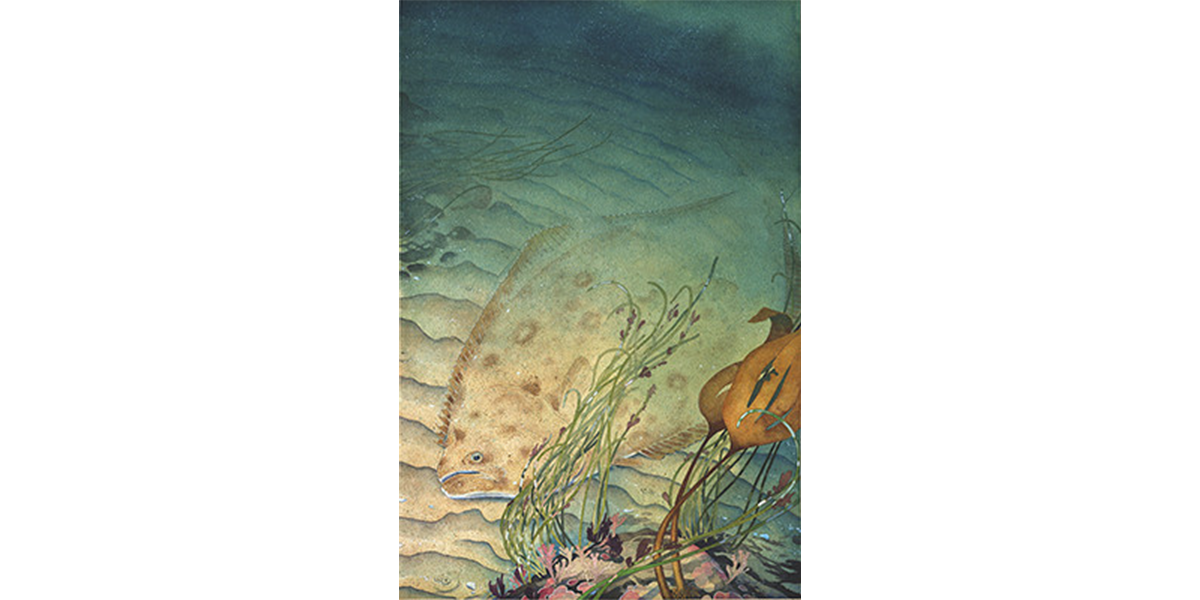 Halibut fish art | California Halibut painting Illustration Print by ...