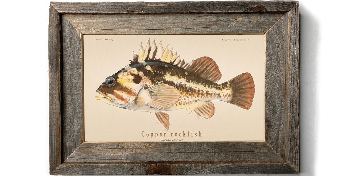 fish Painting art | Copper Rockfish 724 Illustration Print by Studio ...
