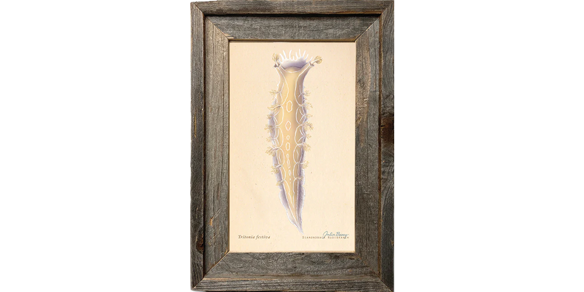 Sea slug Painting art | Diamondback Giclée Print nudibranch by Julia Beery