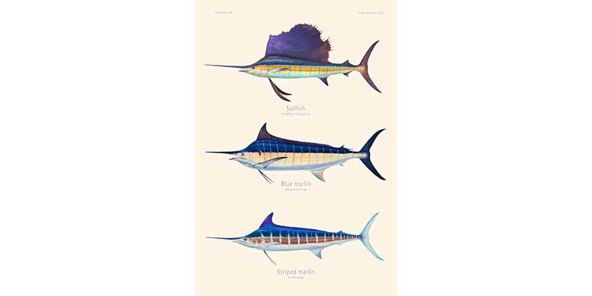 White Marlin Vs Blue Marlin This Is The World's First 'All White' Blue