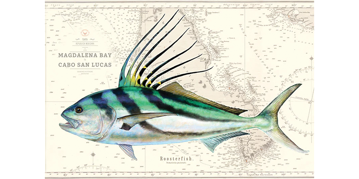 Rare Hogfish Art Prints “Hogfish Over Vintage Nautical Charts” drawing