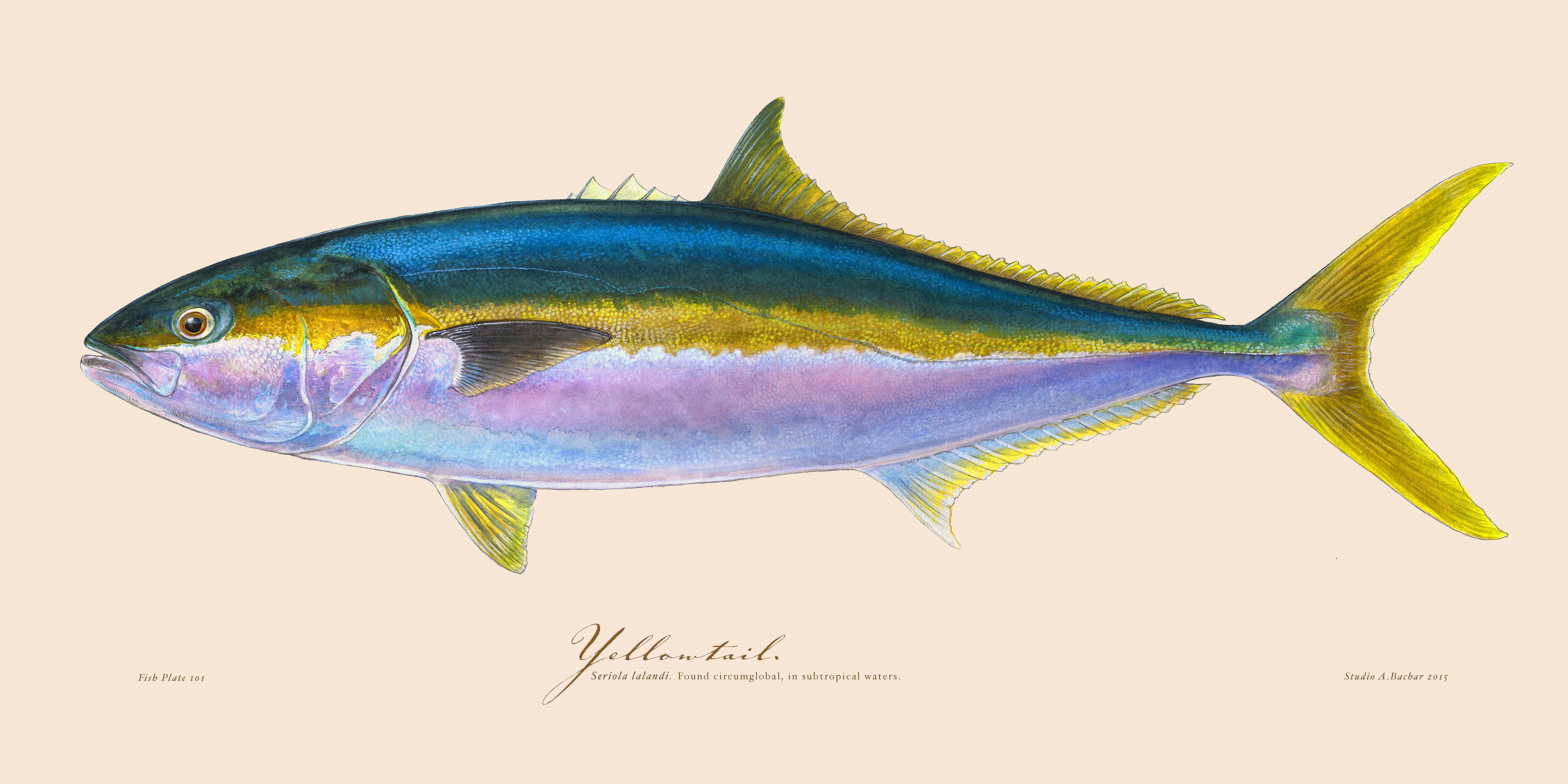 Yellowtail Fish Illustration 101 - Studio Abachar