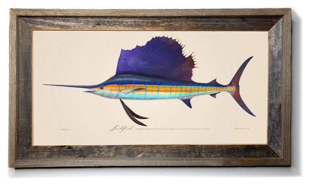 Sailfish