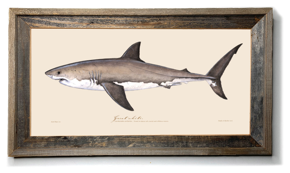 Great White Shark Art