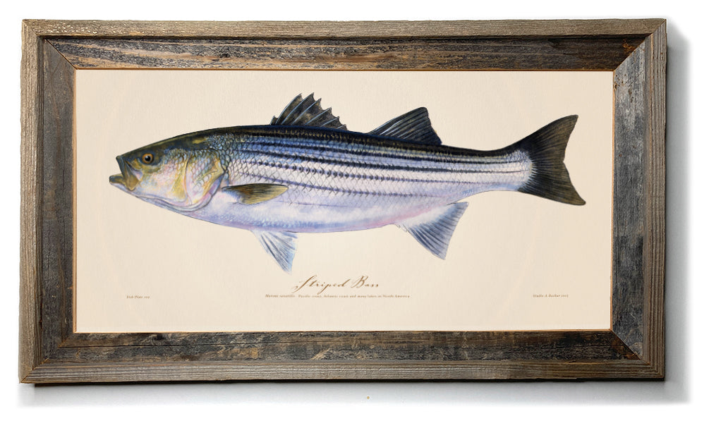 Striped Bass Art