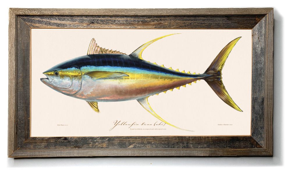 Yellowfin Tuna Illustration 111 - Studio Abachar