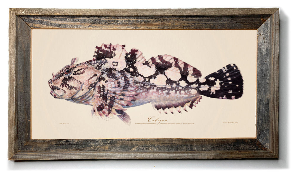 fish Painting art | Cabezon 112 Fish Illustration Print by Studio Abachar