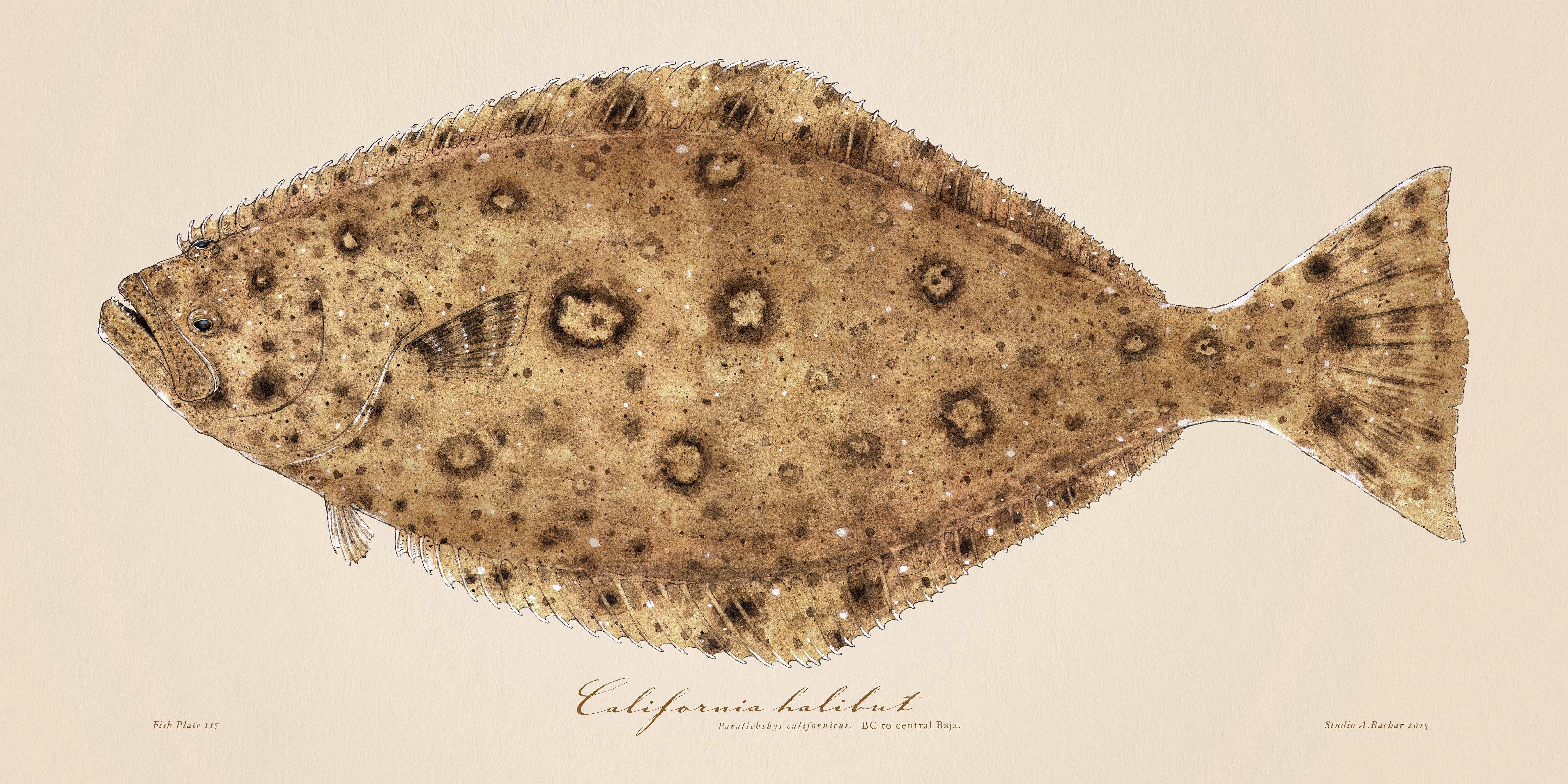 Halibut fish Art | “Halibut 117” illustration drawing by Studio Abachar