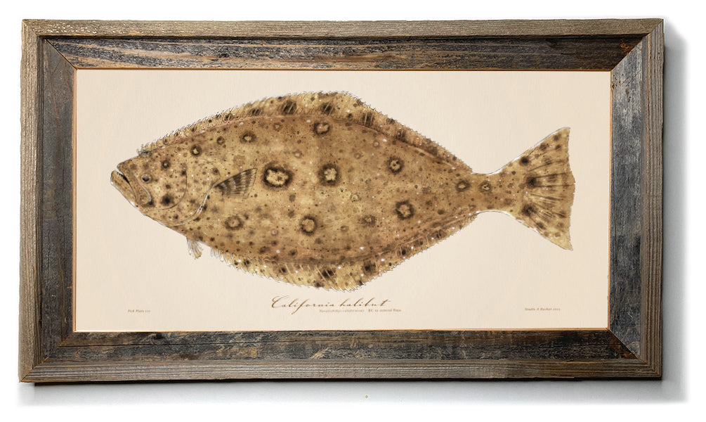 Halibut fish Art | “Halibut 117” illustration drawing by Studio Abachar