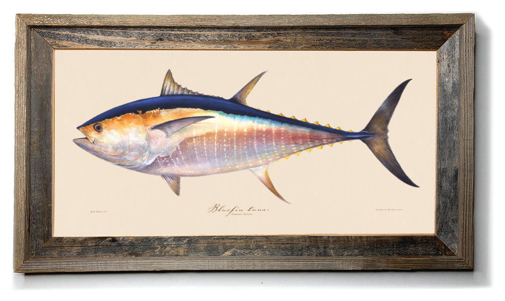 Blue Finned Tuna