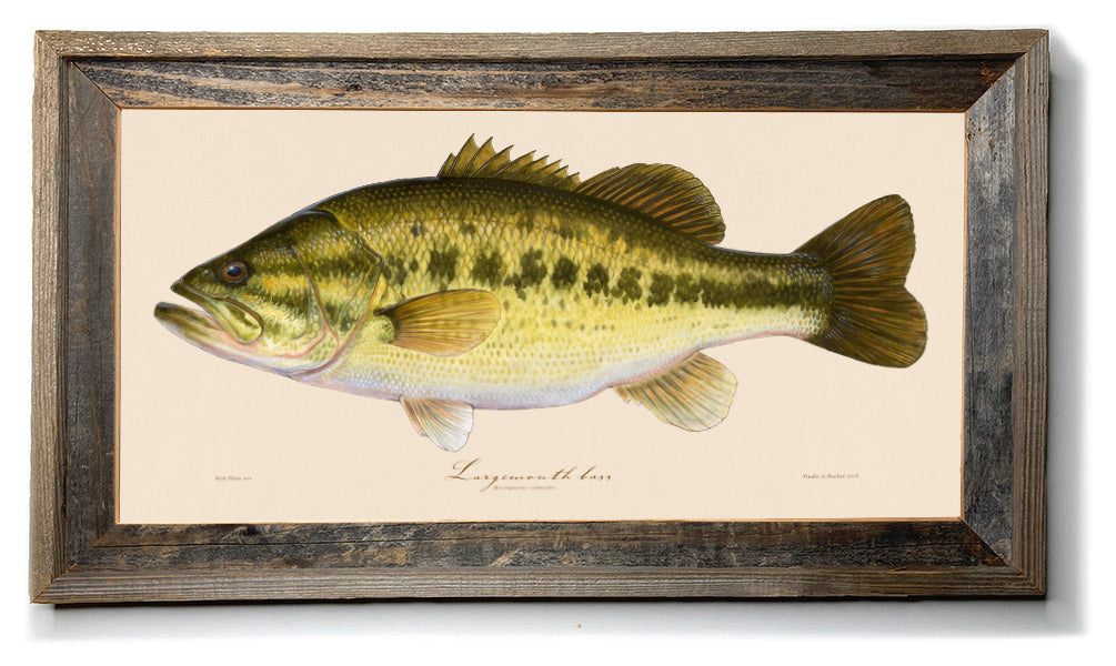Largemouth Bass Art