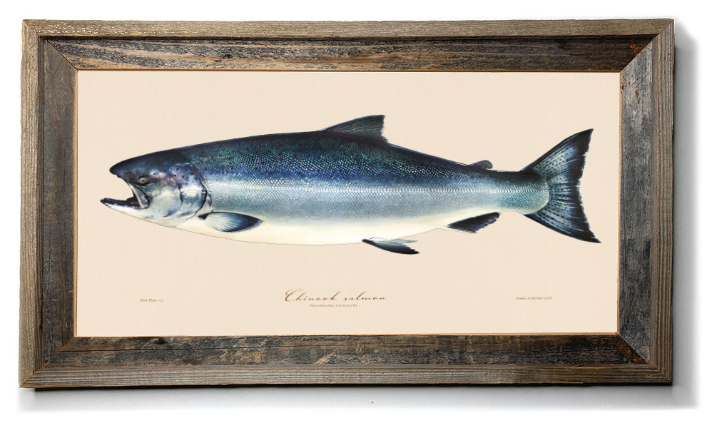 Chinook Salmon Art