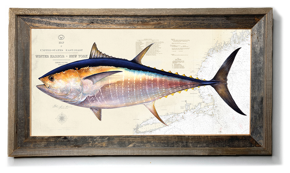 Fishing Chart Art “Bluefin Tuna Over Vintage Nautical Charts” Drawing
