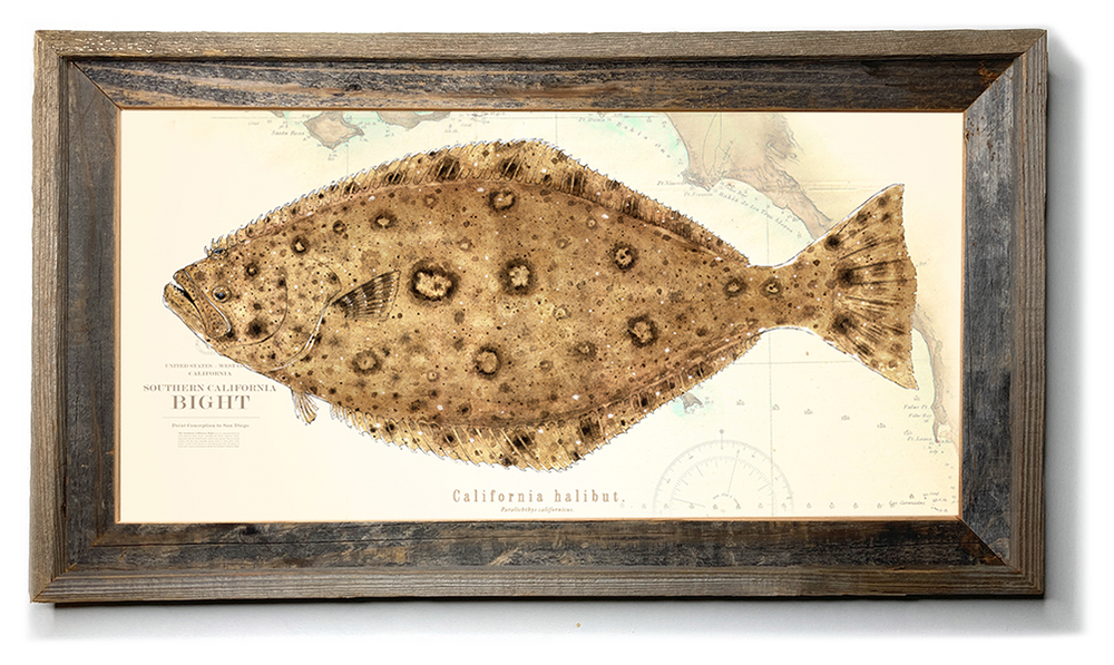 Halibut fish Art “Halibut Over Vintage Nautical Charts” drawing