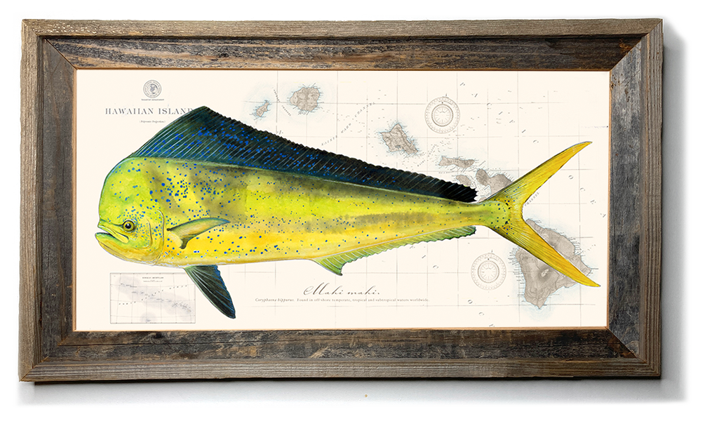 Mahi Mahi Kunst Mahi Mahi Fish Dorado Fish By Daniel Jean Baptiste