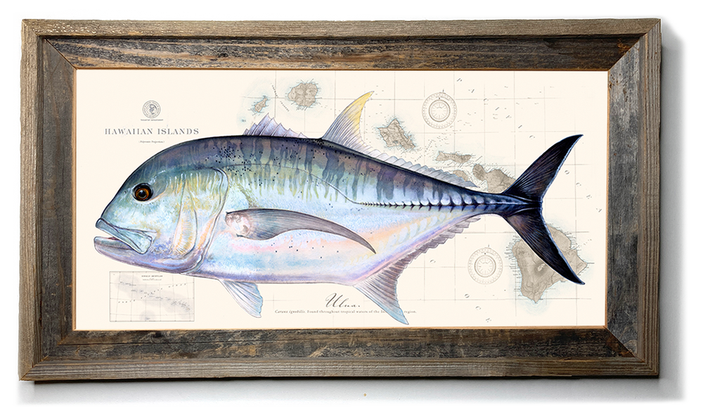 Ulua - Studio Abachar