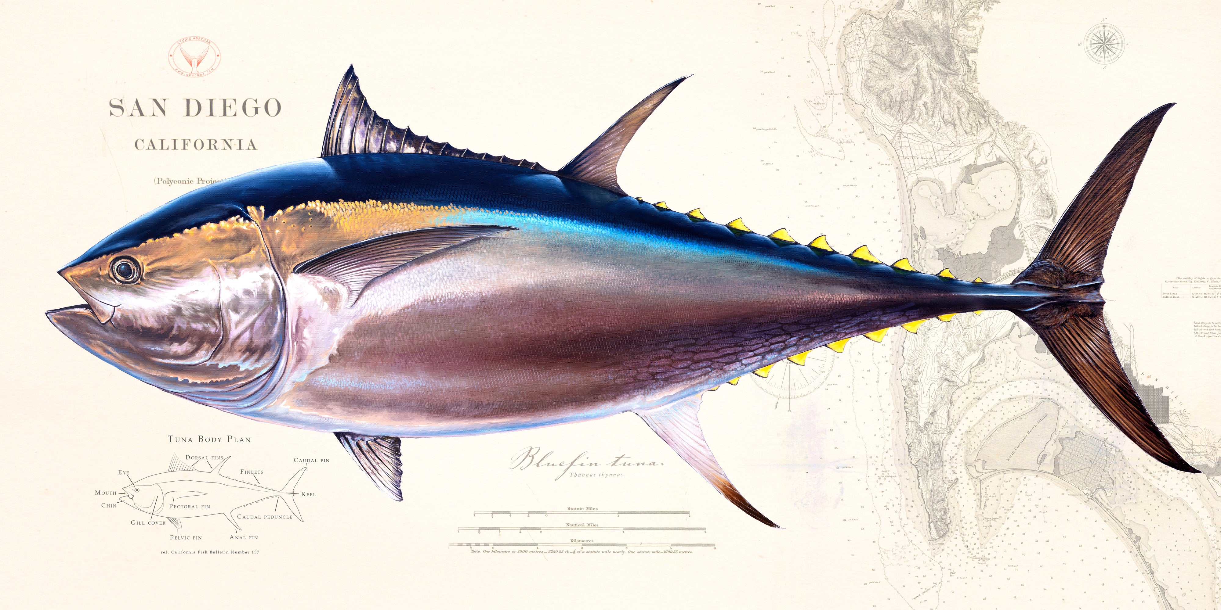 Fishing Chart Art “Bluefin Tuna Over Vintage Nautical Charts” Drawing