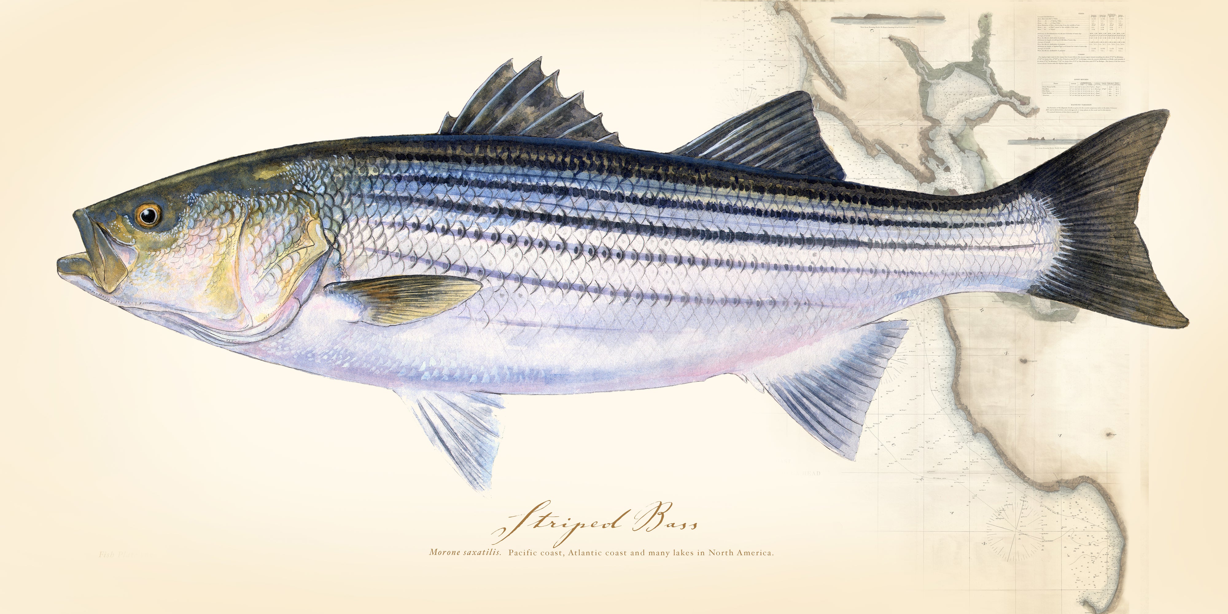 Striped Bass Art “Striped Bass Over Vintage Nautical Charts” drawing