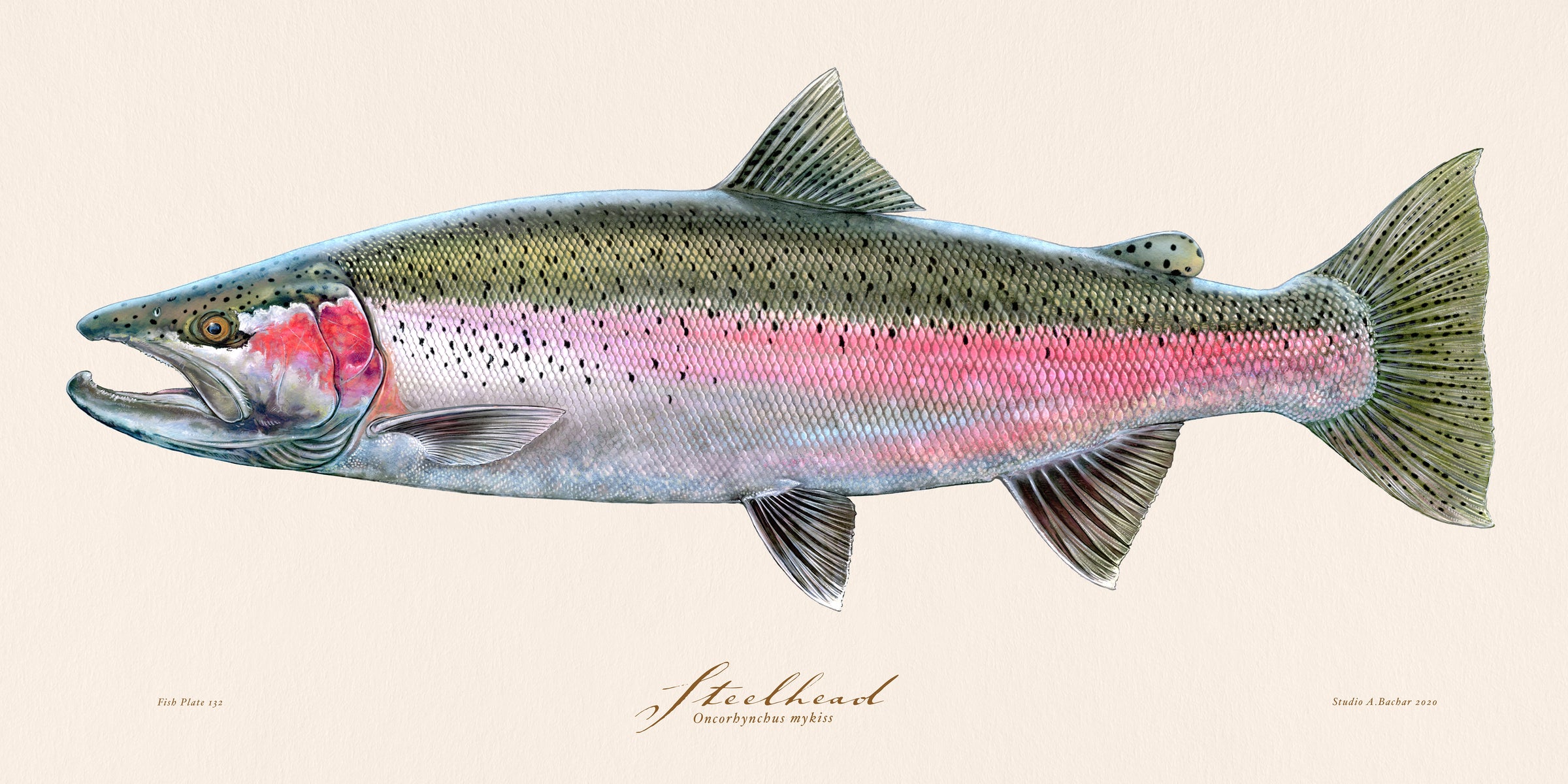 Steelhead Trout Illustration 132 - Studio Abachar