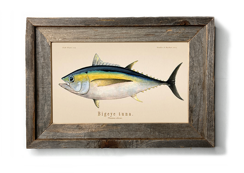 Fish art | Original Pacific bigeye tuna illustration drawing by Studio ...