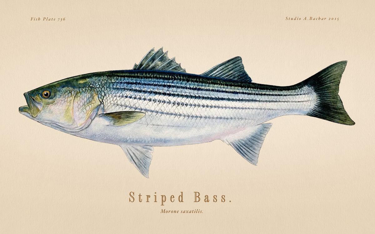 Striped Bass Illustration 109 - Studio Abachar