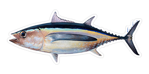 Fish Stickers art | Albacore Tuna 8” Vinyl Sticker | Studio Abachar