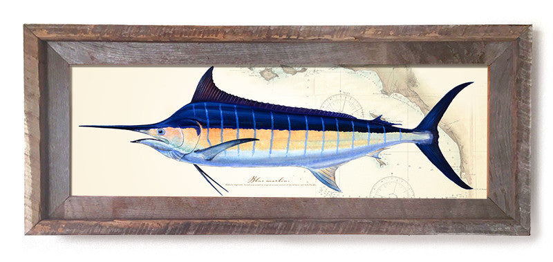 Blue Marlin fish Art “Blue Marlin Over Vintage Nautical Charts” drawing