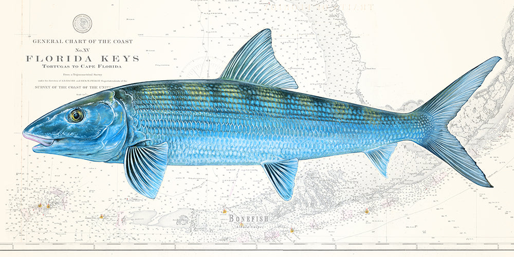 Bonefish Drawing