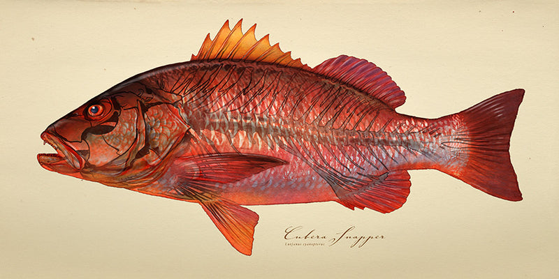 Snapper fish art | Cubera Snapper Glowthrough Painting Giclée Print by ...