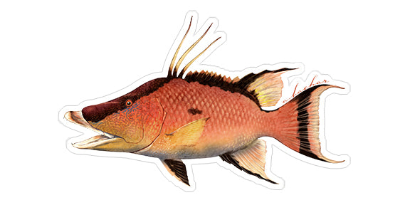 Fish Stickers | Original Hogfish 6.5” stickers Decals by Studio Abachar