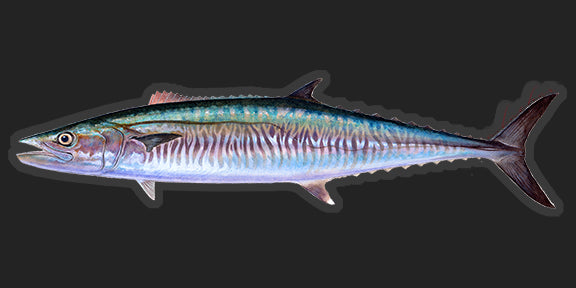 fish Stickers art | Kingfish 8” Vinyl Stickers decals by Studio Abachar