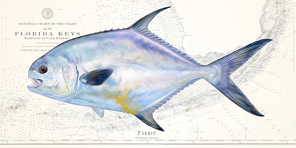 Florida Fish Drawing Mahi Fish, Mahi Drawing, Mahi Painting, Mahi Art,