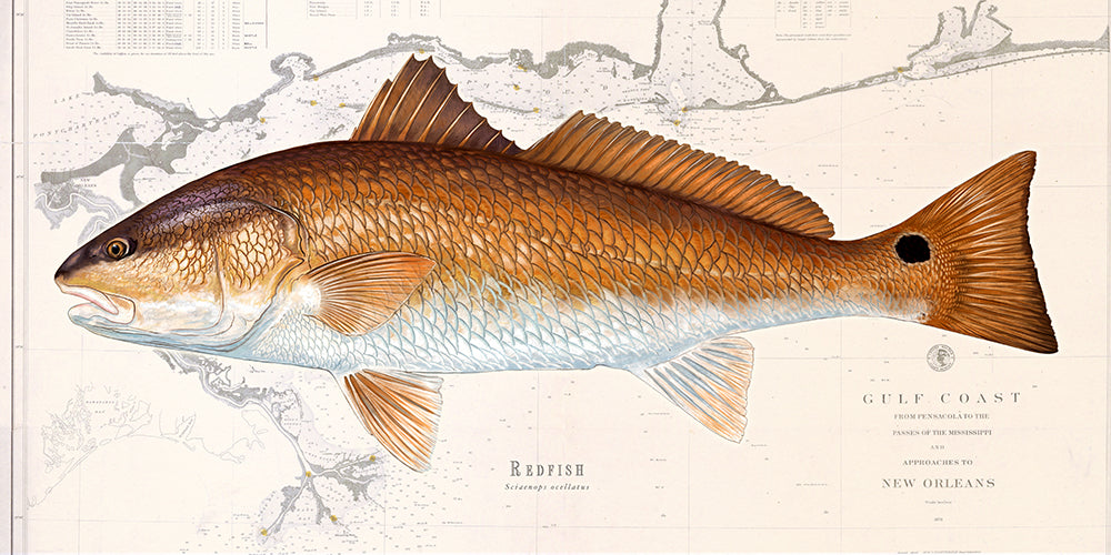 Red Fish New Fish Species Discovered After Decades Of Popularity In