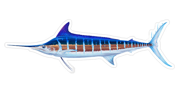 Striped Marlin Fish