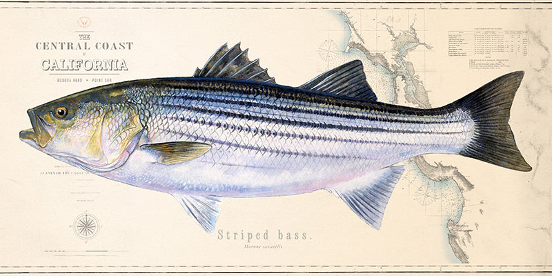 Striped Bass Art “Striped Bass Over Vintage Nautical Charts” drawing