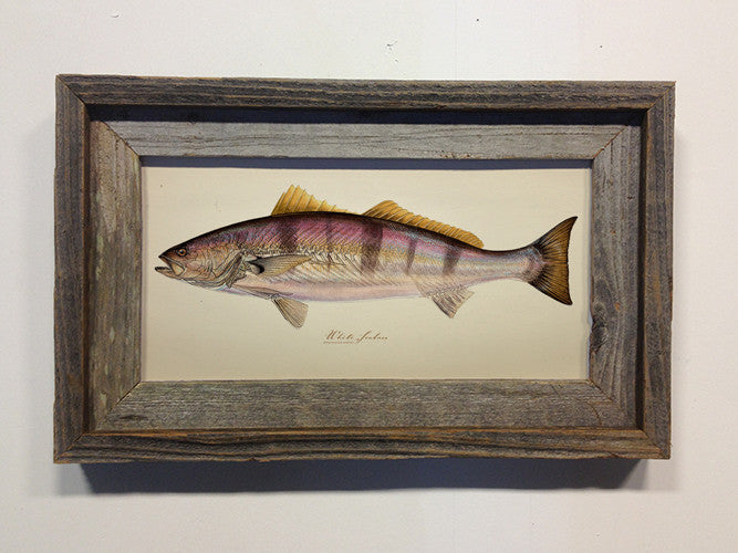 Redfish Skeleton Drawing