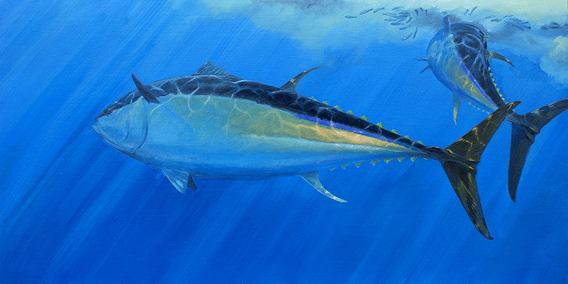 Atlantic Bluefin Tuna Drawing