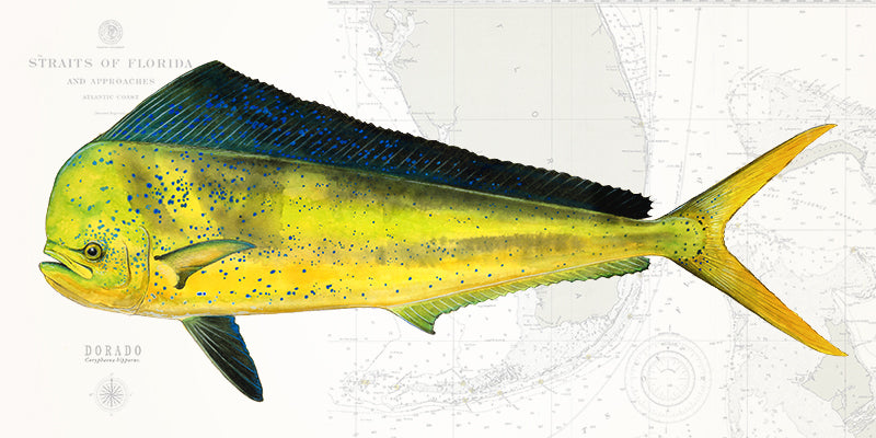 how to draw yellowtail fish
