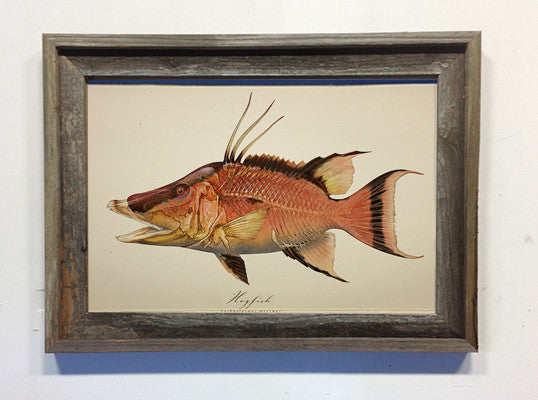 Wrasse fish art | Hogfish Skeleton Glowthrough Painting Canvas Print by ...