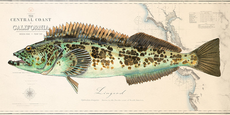 Chart fish Art “Lingcod Over Vintage Nautical Charts” drawing
